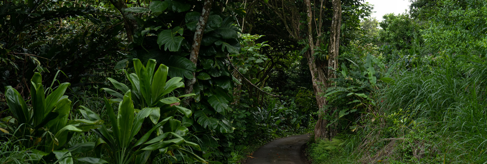 Loulu Skincare + Wellness – Loulu Hawai'i