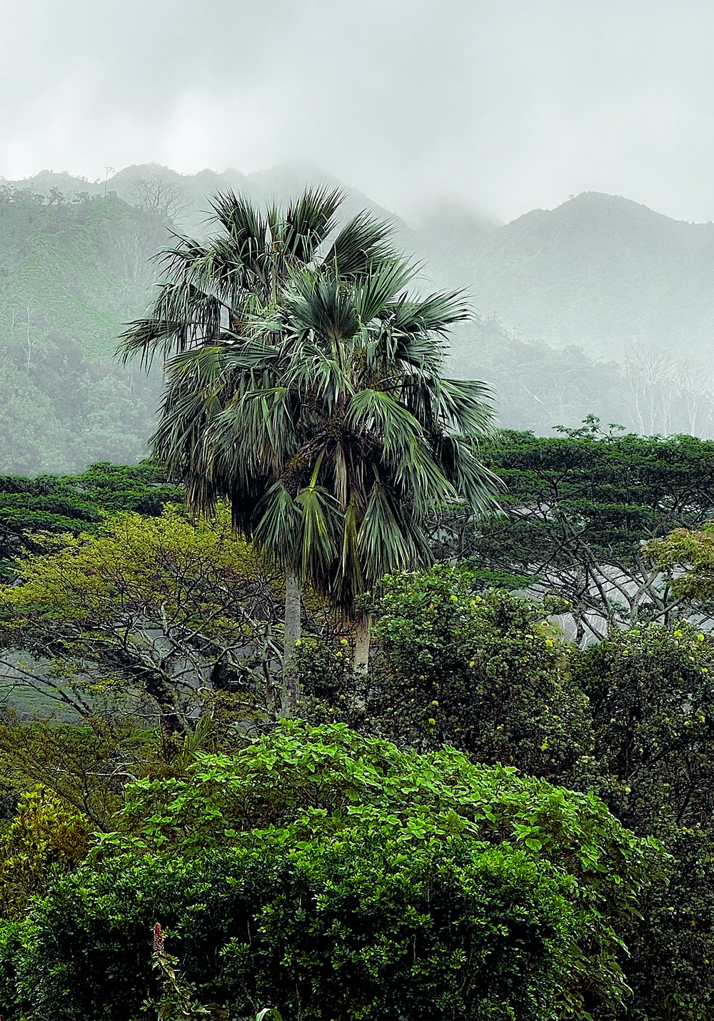 Loulu Hawaiʻi – Loulu Hawai'i
